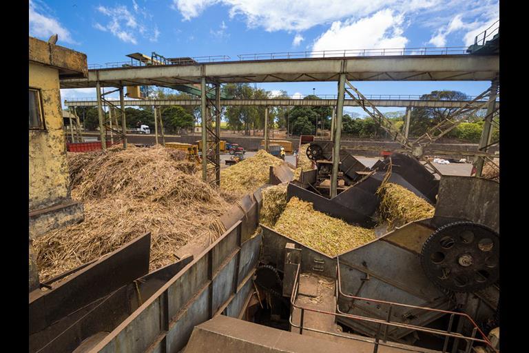 How Mauritian growers are preparing for sugar quota changes | Analysis ...
